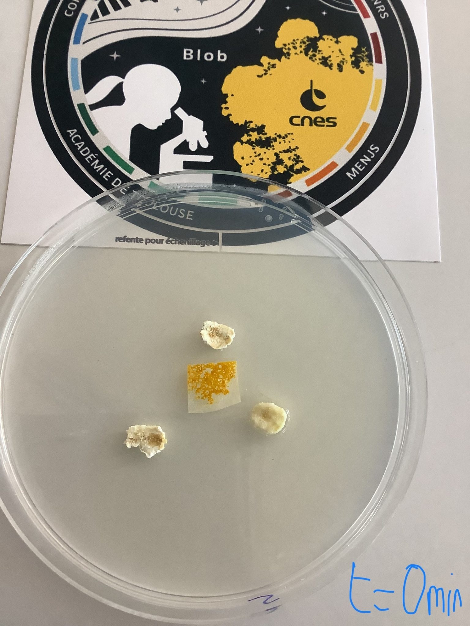 LE BLOB est réveillé